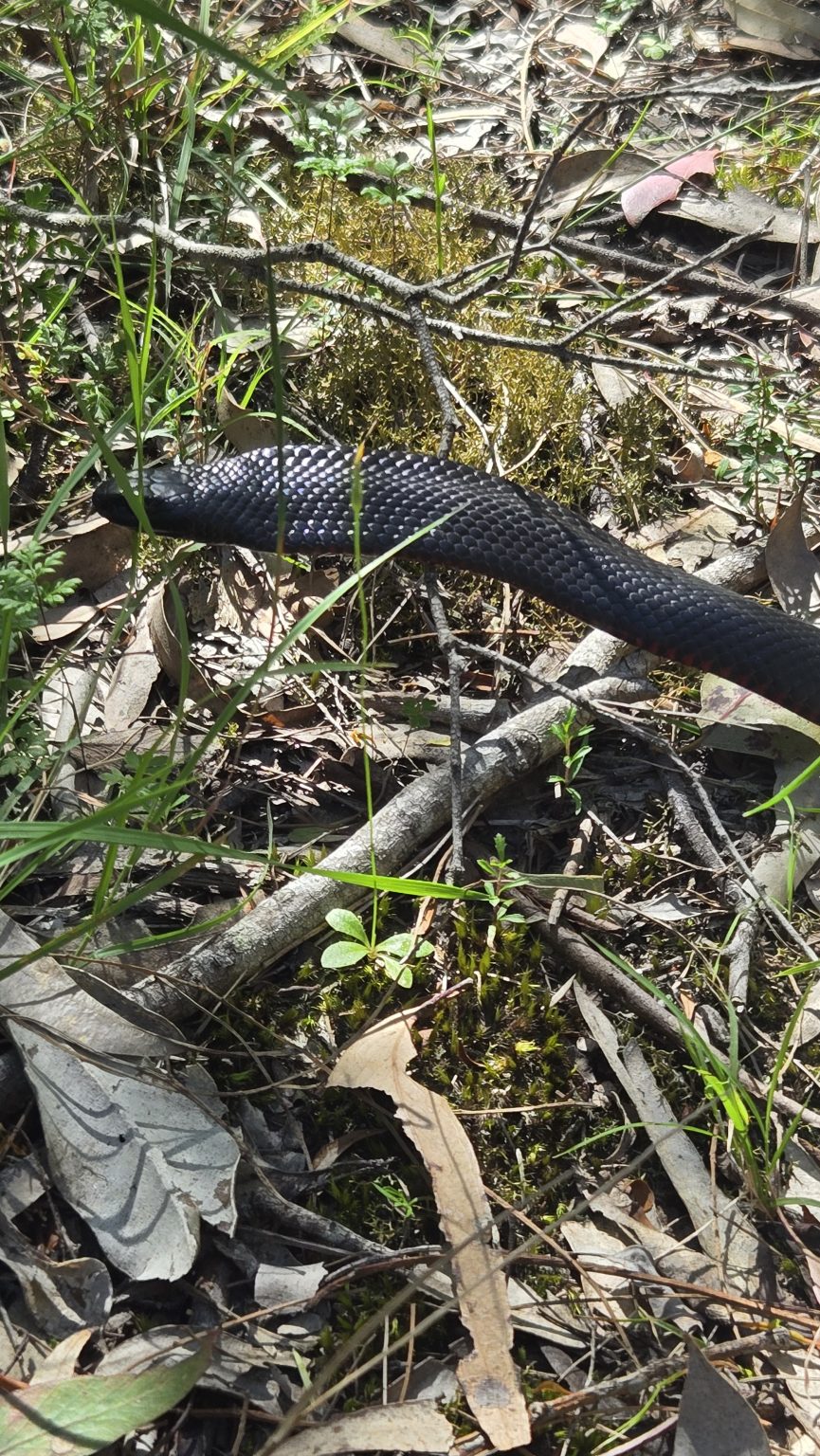 Top 7 Signs of a Snake Infestation in Your Home