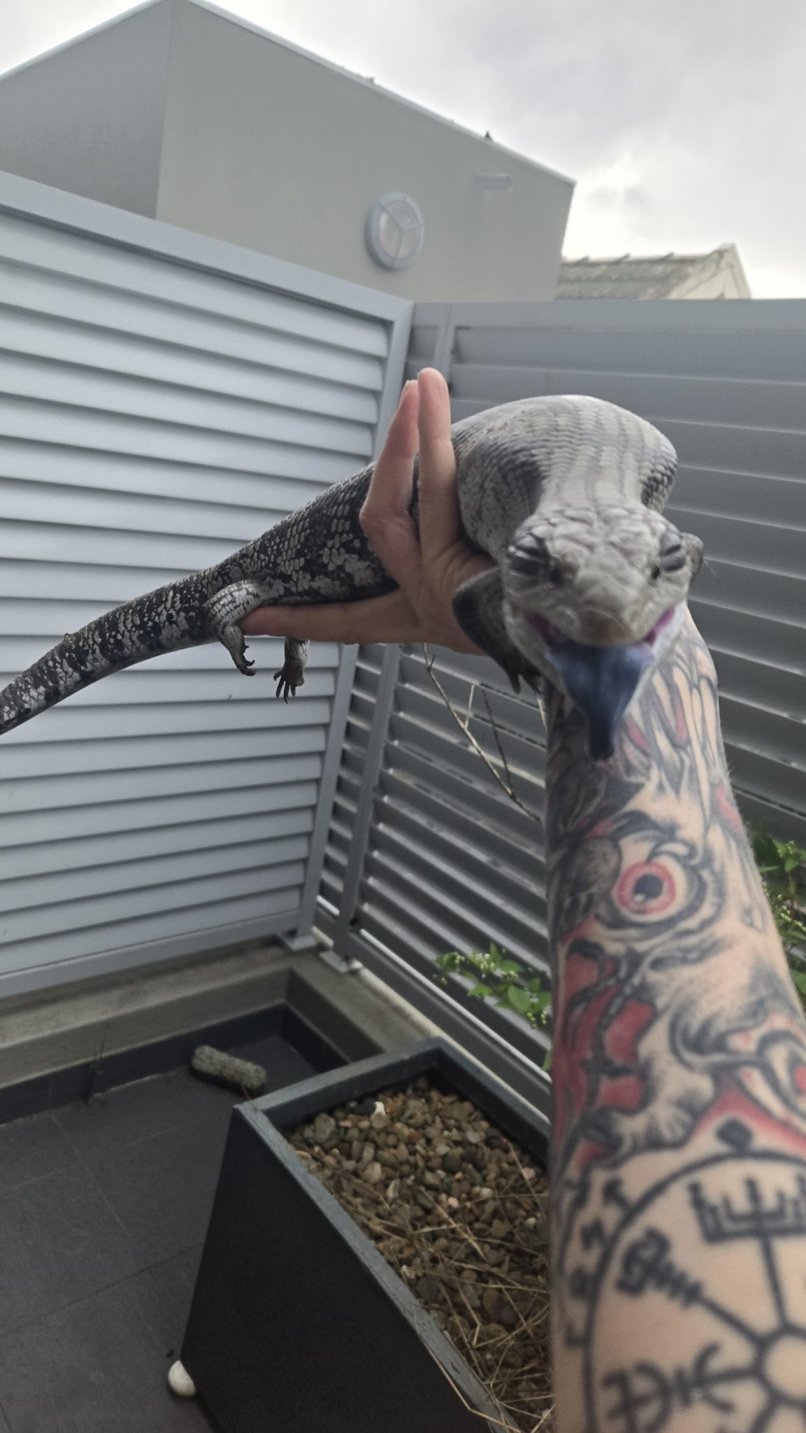 Why Snakes Are Important: Ecosystem Roles & Misconceptions